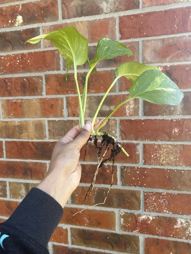 (5) Rooted Giant Variegated Golden Hawaiian Pothos Cuttings W/Roots ...