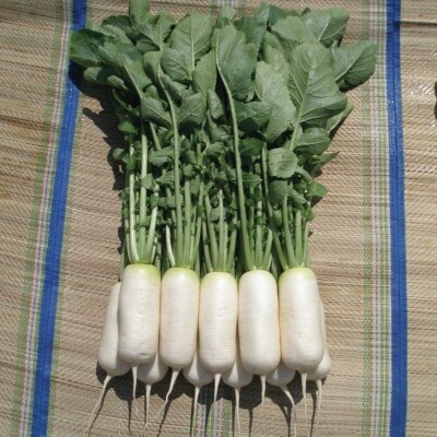 RADIS F1 MOOLI KUMBONG 20 graines | eBay