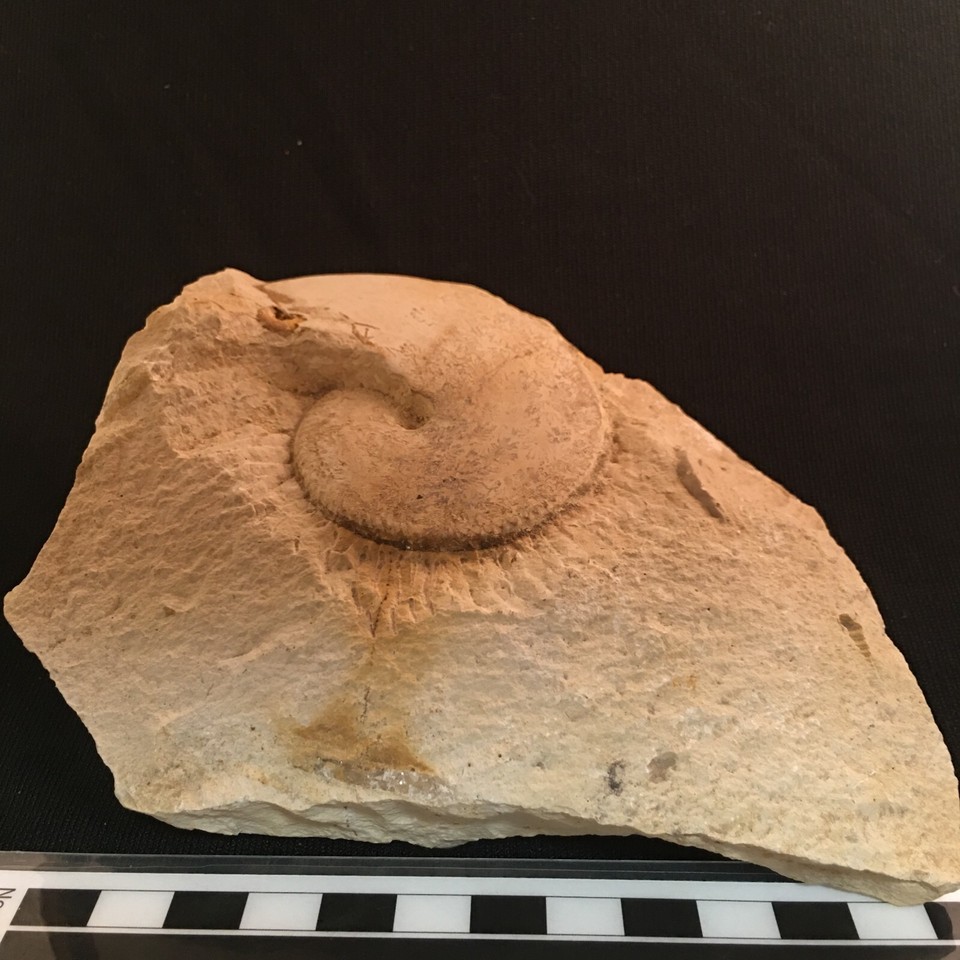 Rare ammonite from Wyoming, Placenticeras sp. | eBay