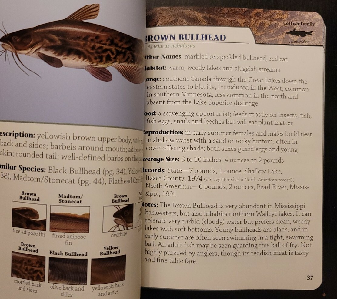 Fish of Minnesota Field Guild (Fish Identification Guide) By Dave ...