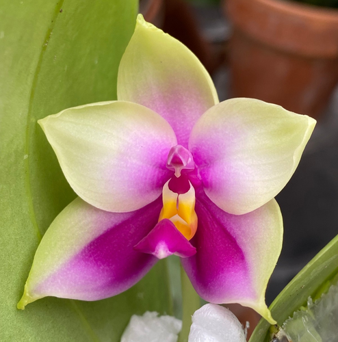 Original Phal Phalaenopsis species bellina-FRAGRANT | eBay