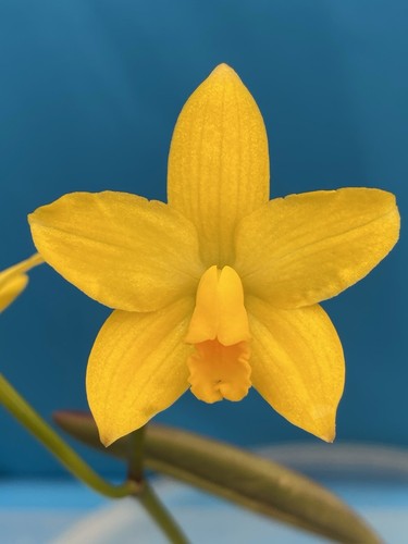 Cattleya Laelia briegeri ‘Star Of Brazil’ HCC/AOS Species Orchid Yellow ...