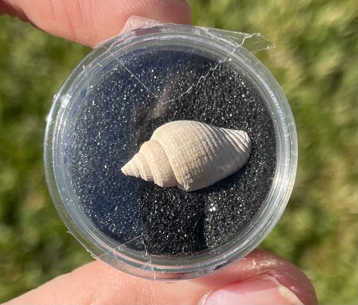 Columella Shell