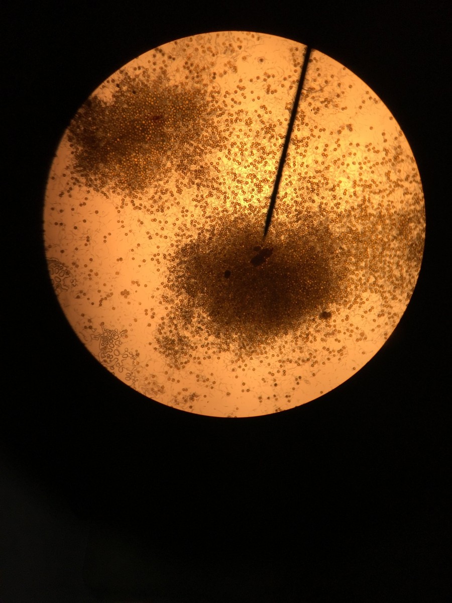 Cheek Cell 4x