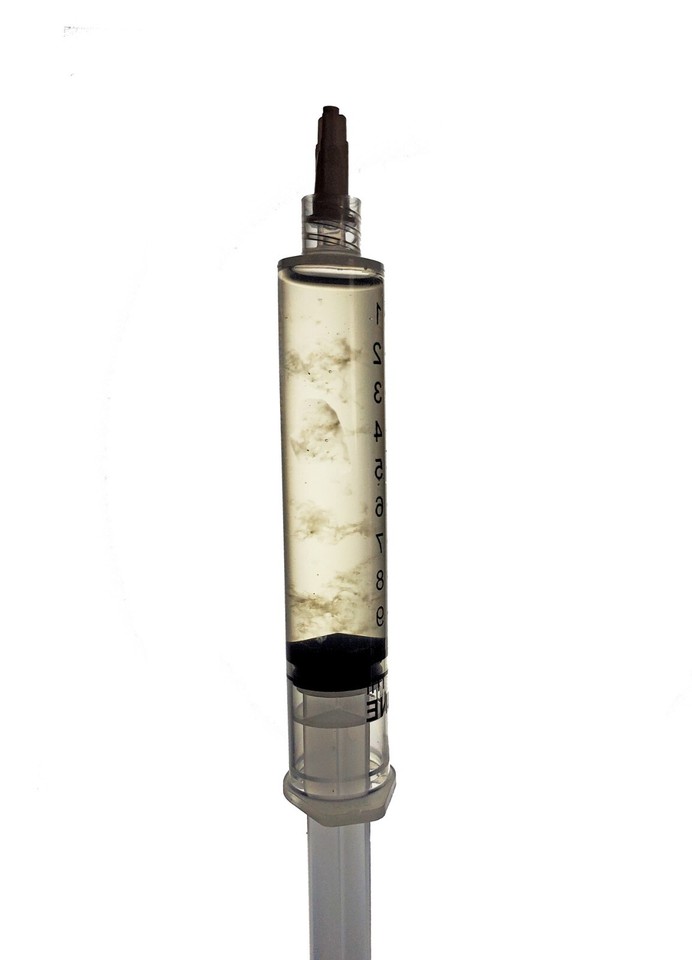 Morel Mushroom Liquid Cultures | eBay