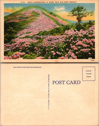 Purple Rhododendron Bloom Blue Ridge Parkway Postcard | eBay