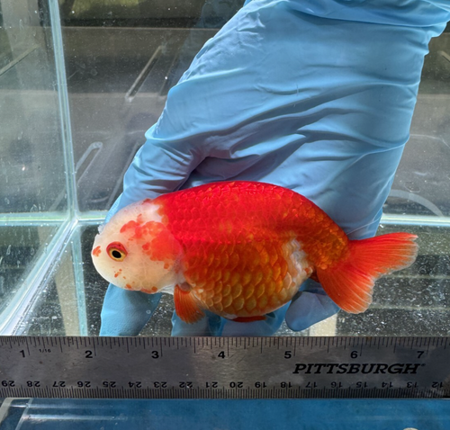Top-Quality Red/White Ranchu Goldfish | eBay