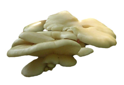 Aspen Oyster (Pleurotus populinus) Mushroom Liquid Culture | eBay