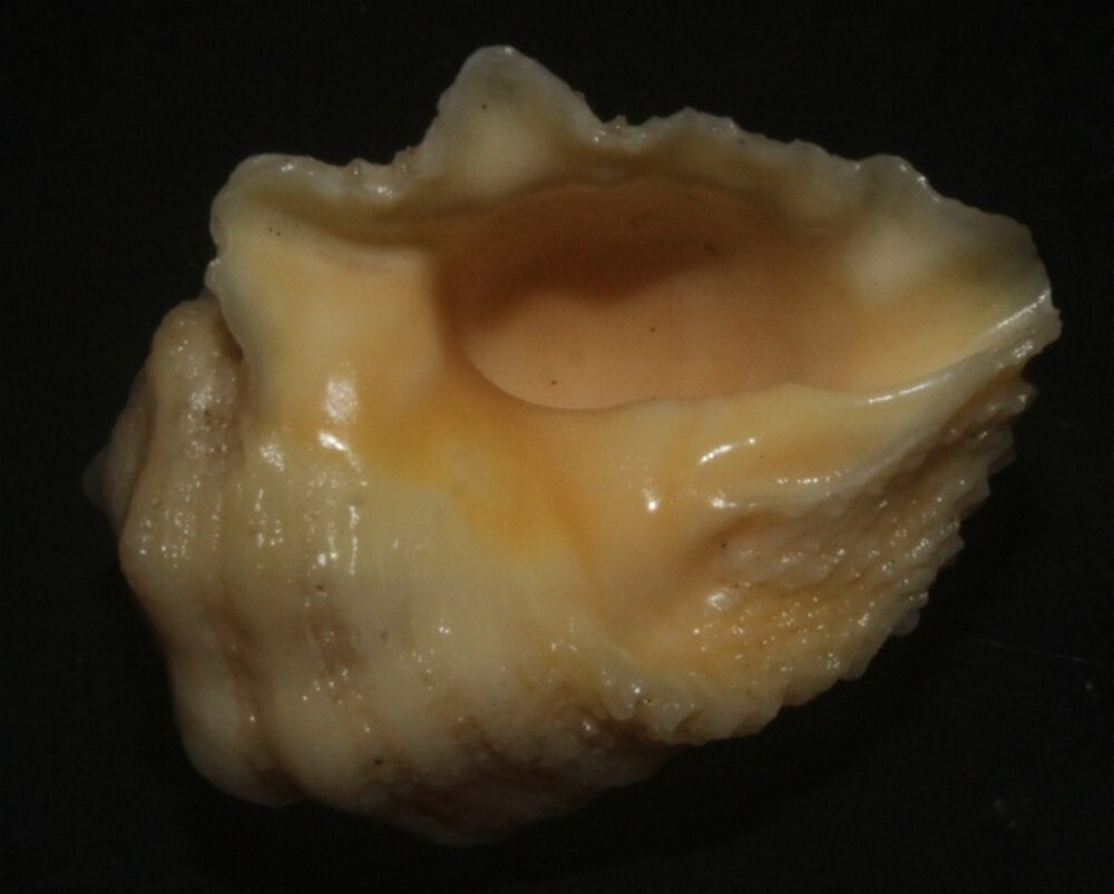 Tonyshells Seashells Drupa grossularia FINGER DRUPE 21.5mm F+++, superb ...