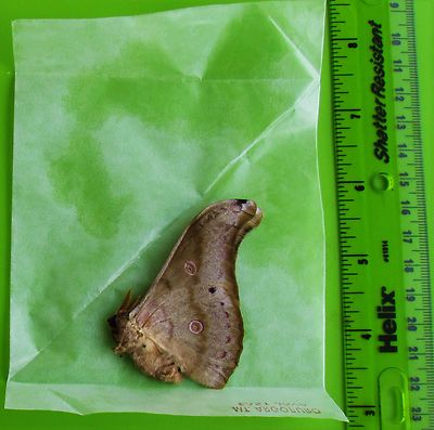 Javan Moth Antheraea helferi javanus Male Folded FAST FROM USA | eBay