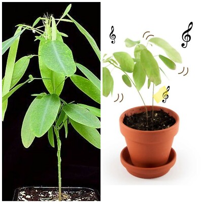 Dancing plant! Telegraph plant. "dances" to sound! Seeds!Gardening gift ...