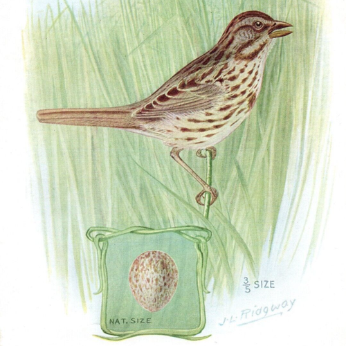 c1927 J.L. Ridgway Song Sparrow Singer Sewing Machine Ad Card American ...