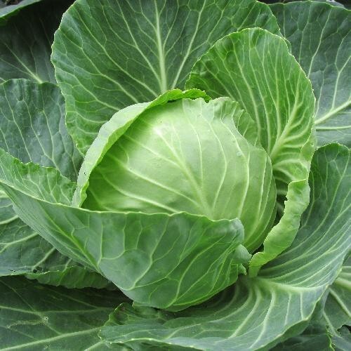 2 grams First-Rate Early Round Dutch Cabbage Seeds-A 34 Approximately ...