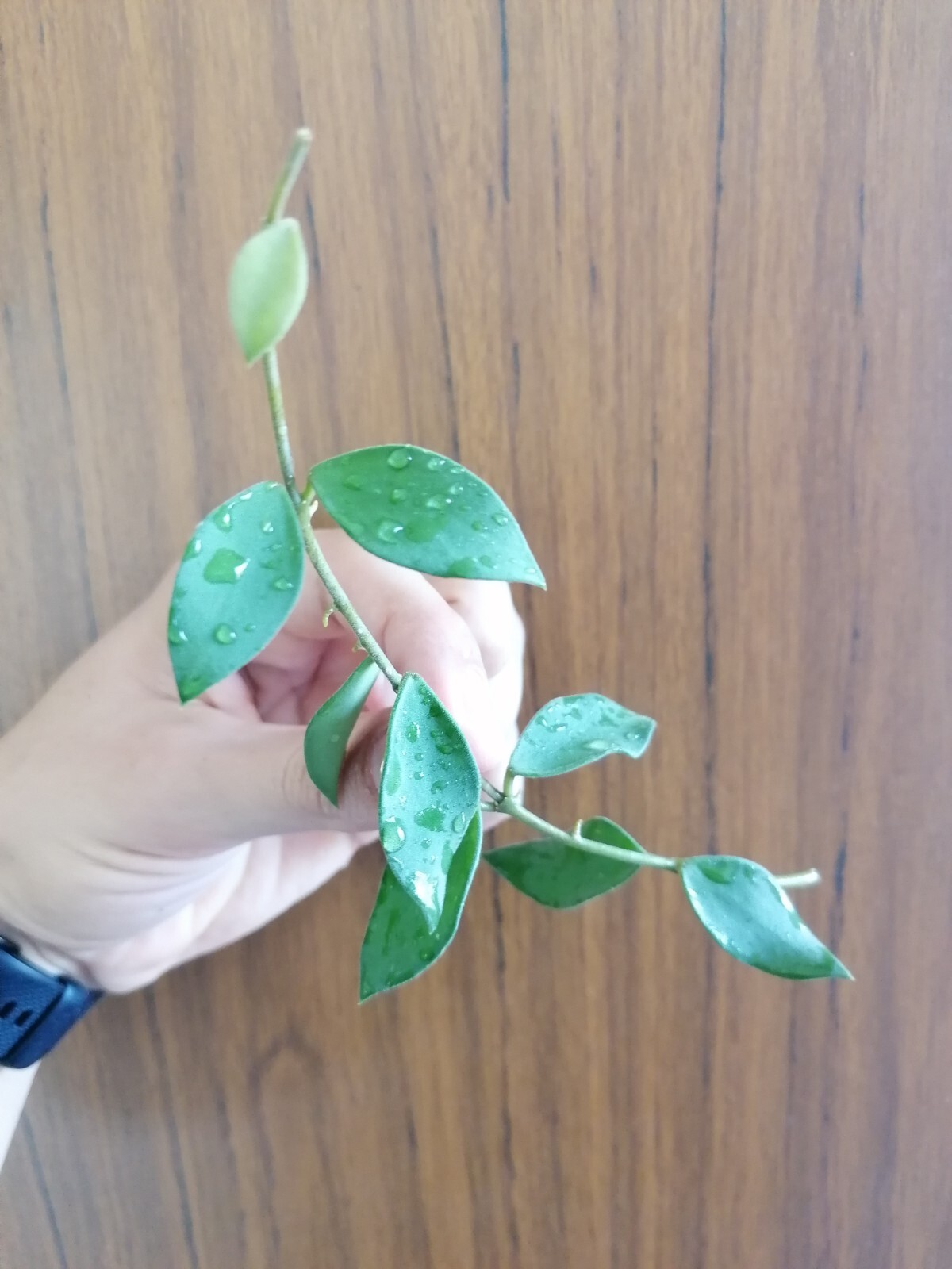 Hoya Nummularioides Yellow Corona unbewurzelt | eBay.de