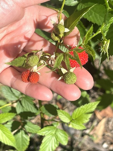 1x Native Raspberry Australian Native Bush Tucker Edible Plants self ...