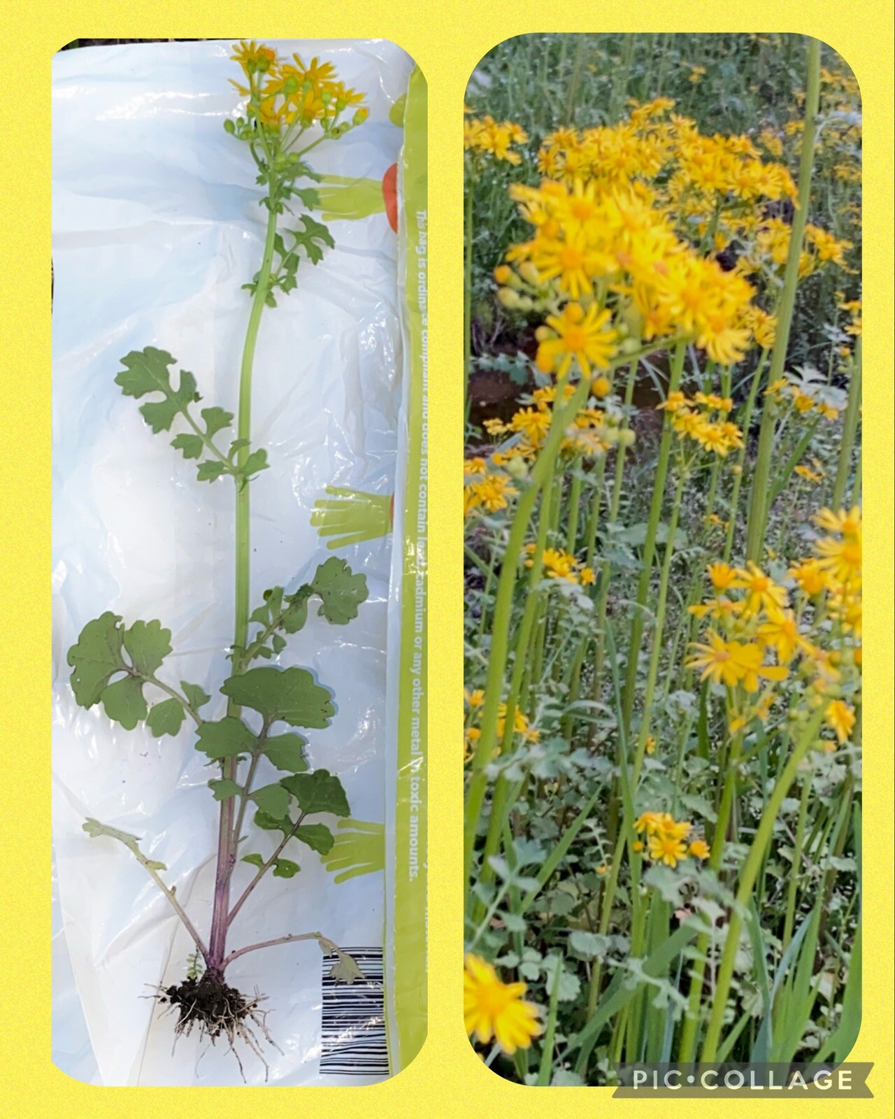 👒Butter Weed~10 Live Plants~ Packera~Succulent~ Ground cover~ Yellowtop ...