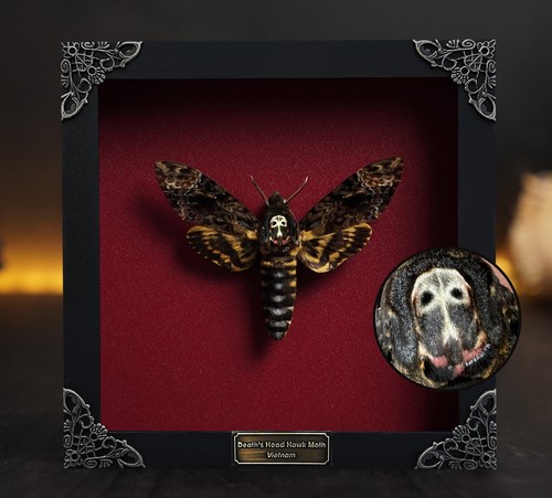 Gothic Art Taxidermy Death Head Moth Framed Real Insect Bug Studio ...