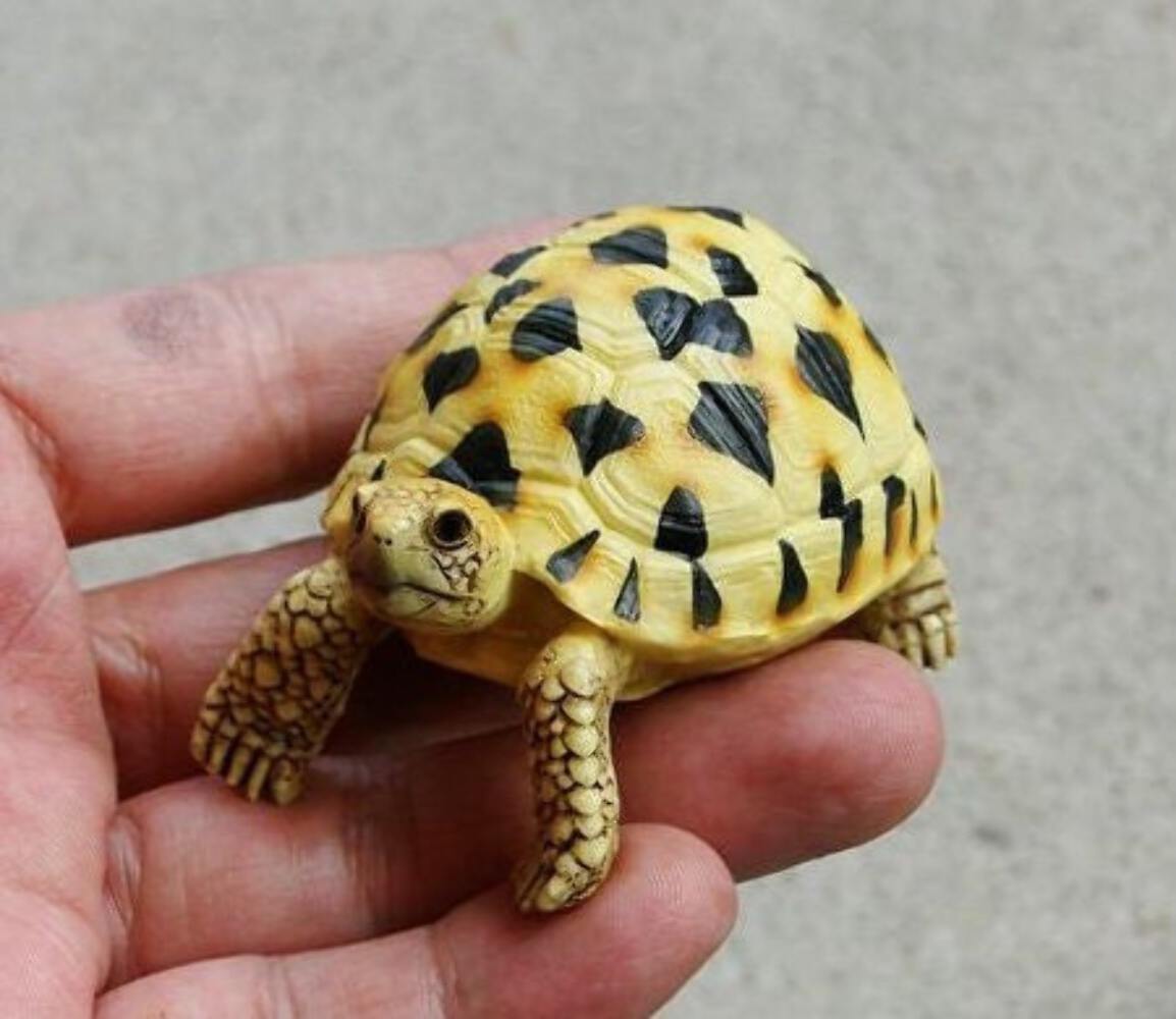 1:1 Life Size Baby Star Tortoise Turtle Replica Model Figurine Figure A ...