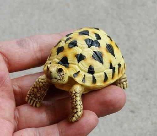 1:1 Life Size Baby Star Tortoise Turtle Replica Model Figurine Figure A ...
