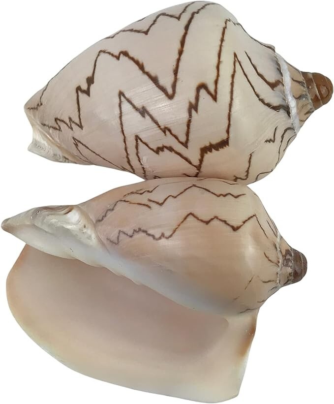 02 Large Noble Volute Seashell Conch Shell Rare Real Beach Home Deco 4 ...