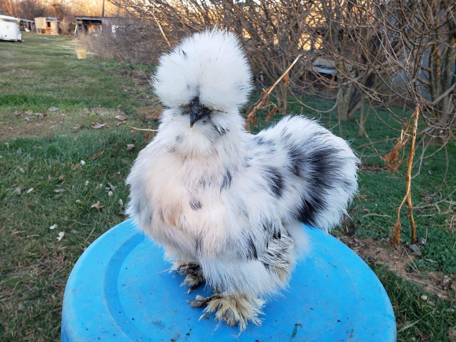 Paint Silkie