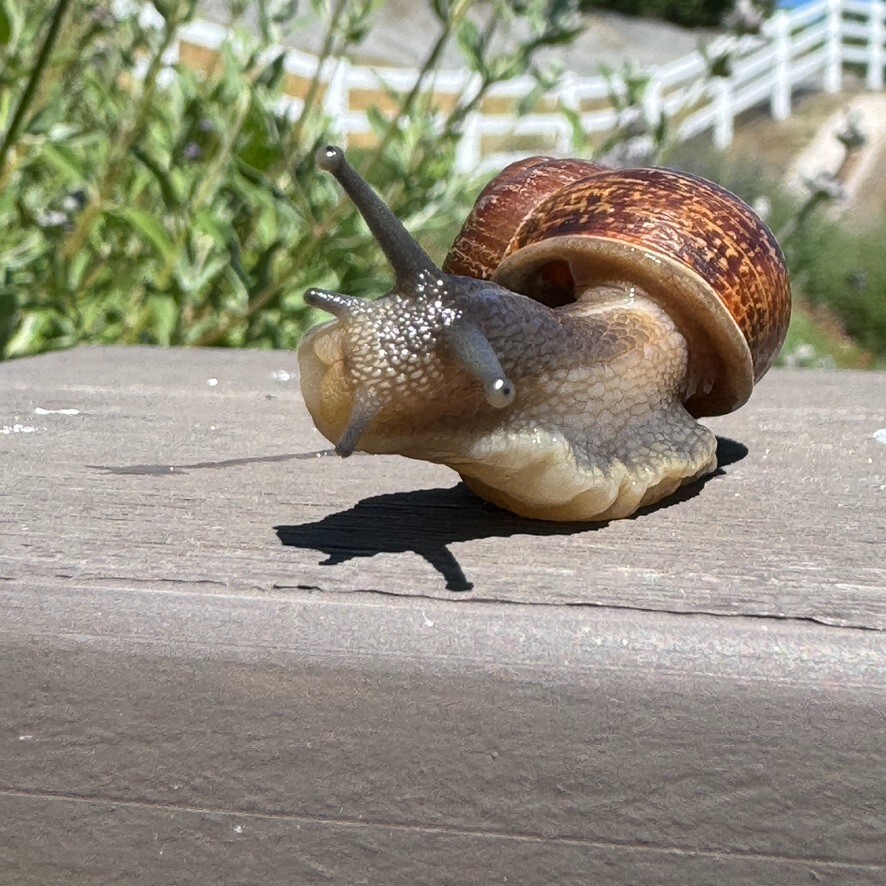 Live Land Brown Garden Snails Pet Cornu aspersum Large | eBay
