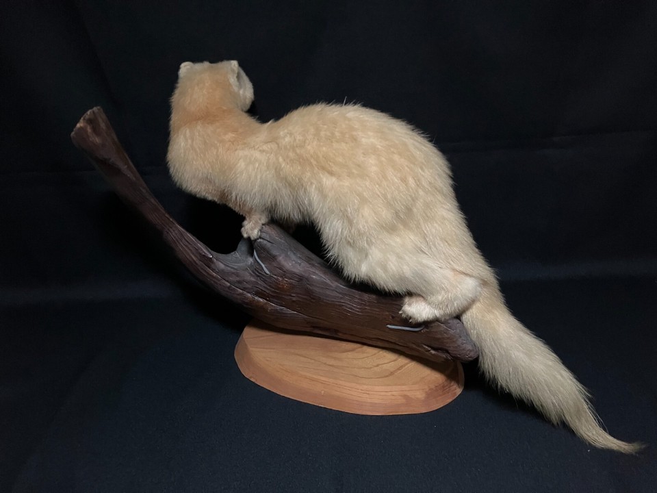 stuffed animals,Real Japan, Japanese marten (Martes melampus) Tadermy ...