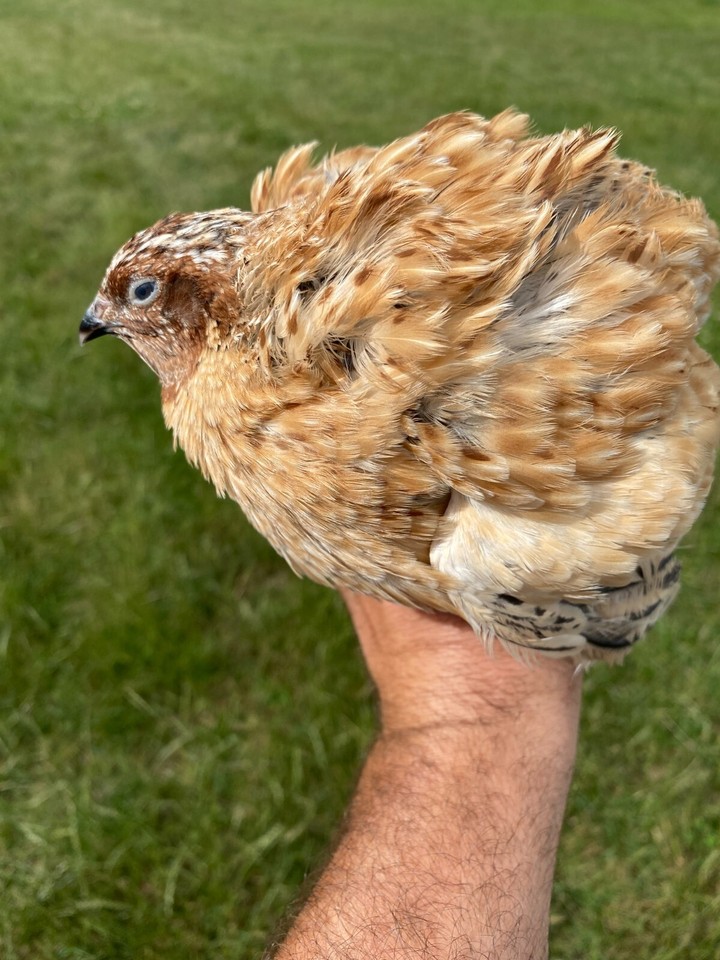 25 + Jumbo Pharoah Coturnix,Jumbo Italian, tuxedo Quail Hatching Eggs ...