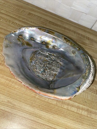 Giant Abalone Extra Large 8” Pacific Red Abalone Mother of Pearl | eBay