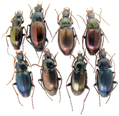 Carabidae, Calathus (Neocalathus) metallicus 8 pcs NE Carpathians | eBay