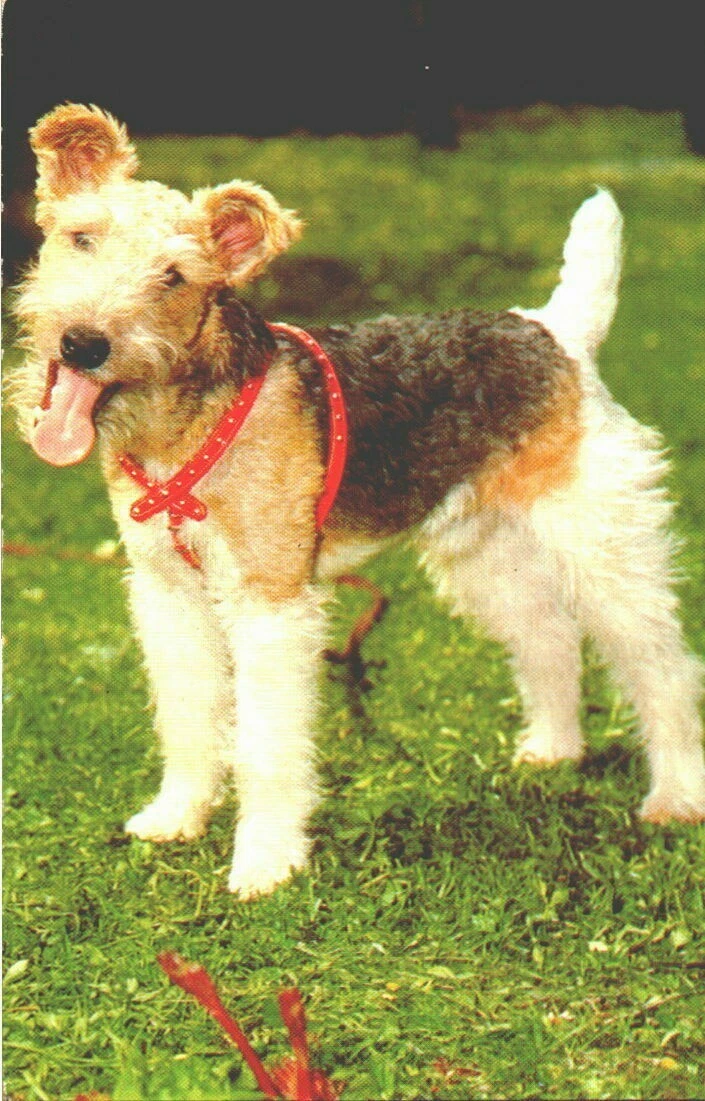 Red Airedale Terrier