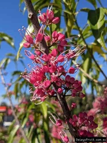 Little Evodia Melicope Rubra Trees $100 for both OR $60 each | eBay ...