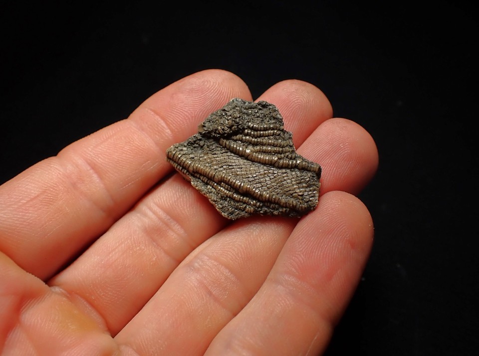 Detailed crinoid fossil Pentacrinites (35mm) Charmouth Jurassic Coast ...