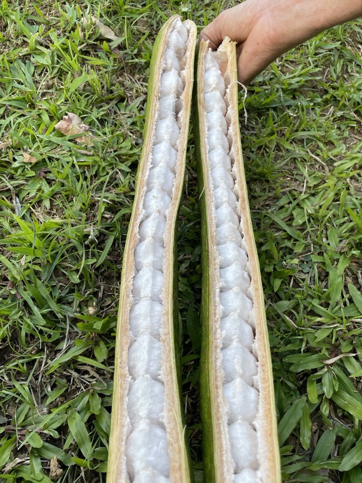 Guama 15 Seeds (Ice-Cream Bean) Guaba Fruit pepeto Inga Spectabilis | eBay