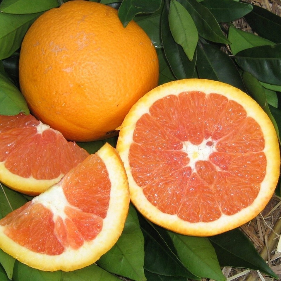 Cara Cara Orange Grafted Plant Fruit Tree Tall 24 inchs | eBay