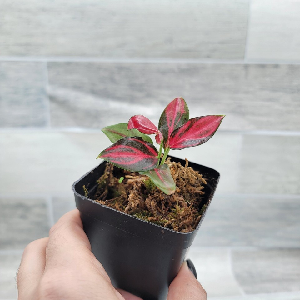 Aglaonema Mojo Red, Chinese Evergreen, Lush Foliage, Air-purifying in 3" pot | eBay