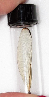 REAL CLEAR DRAGONFLY FAIRY WING PRESERVED IN GLASS VIAL | eBay