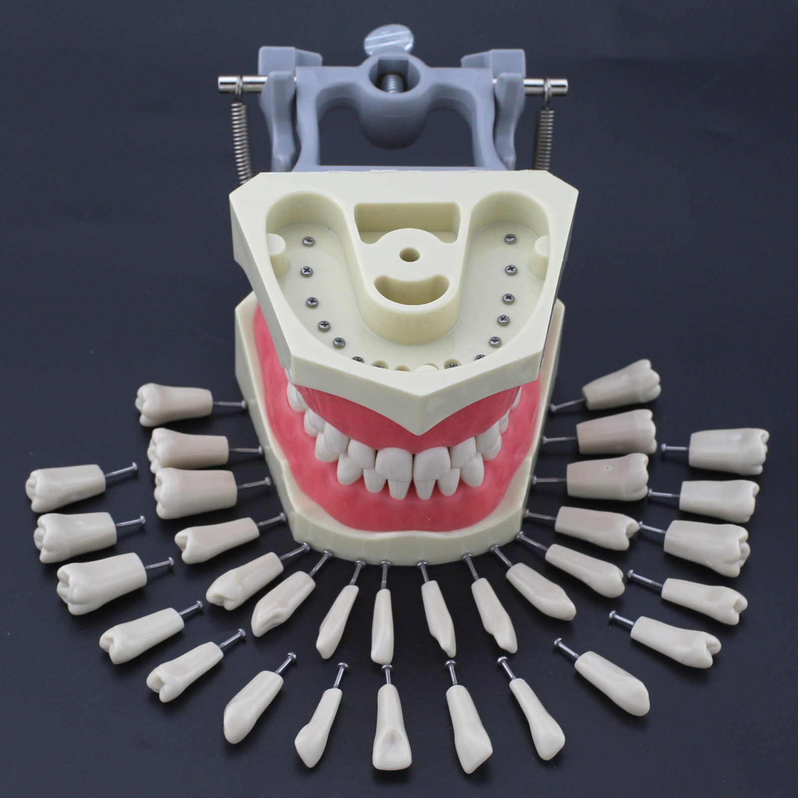 Columbia Dentoform 860 Type Dental Typodont Model With 32pcs Removable ...