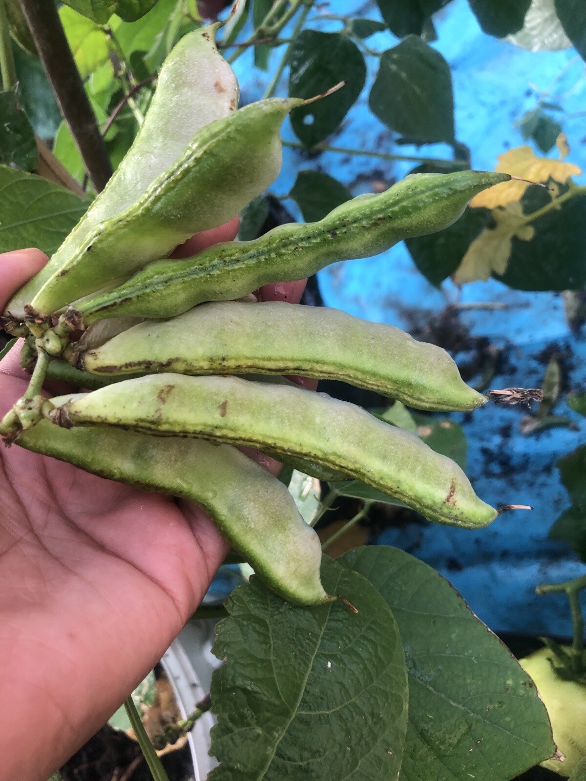 Uri. Hyacinth Bean. Sheem shim. Bangladeshi Vegetable Seed. UK GROWN ...