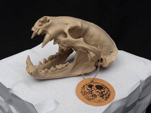 Life Size Badger Skull Replica – Realistic 3D Printed Bone Model ...