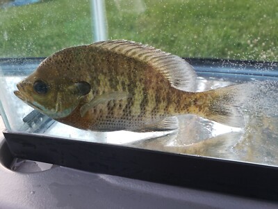 ADULT (6-7" Inch) Bluegill LIVE Fish for Aquarium, Pond, aquaponics ...