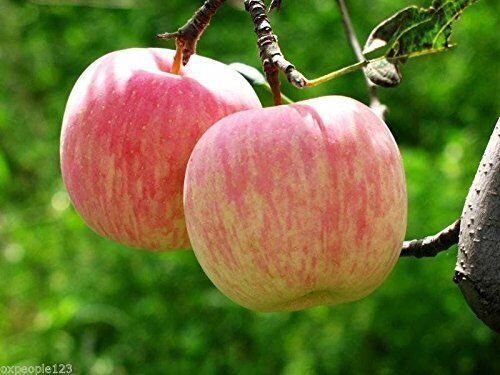 10+ All type Apple Tree Seeds Planting Fuji Gala Crisp Pink Lady Gold ...