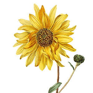 SSCorp | eBay Stores