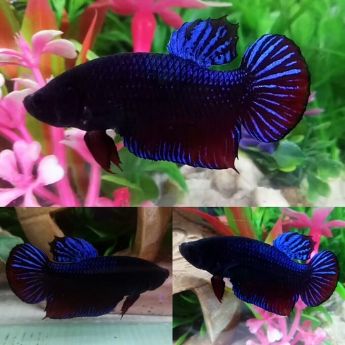 Blue Betta Fighter Plakat Male - IMPORT LIVE BETTA FISH FROM THAILAND ...