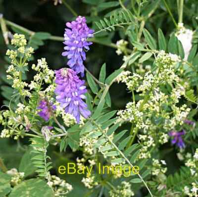 Photo 6x4 Tufted Vetch - Vicia cracca Ladock This purple flowered plant ...