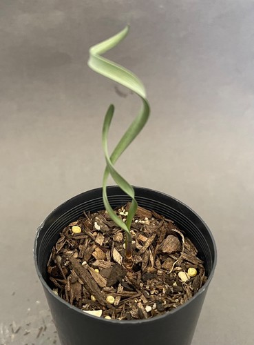 Rare Succulent Plant - Cyranthus smithiae - Corkscrew Plant | eBay