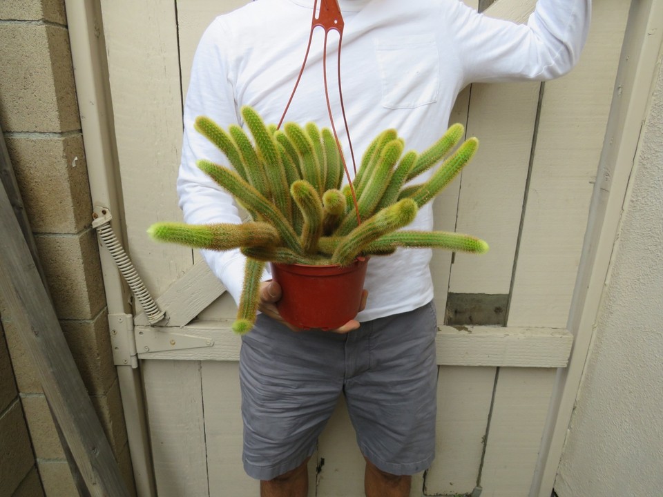 Golden Rat Tail Hildewinteria Aureispina Cactus | eBay