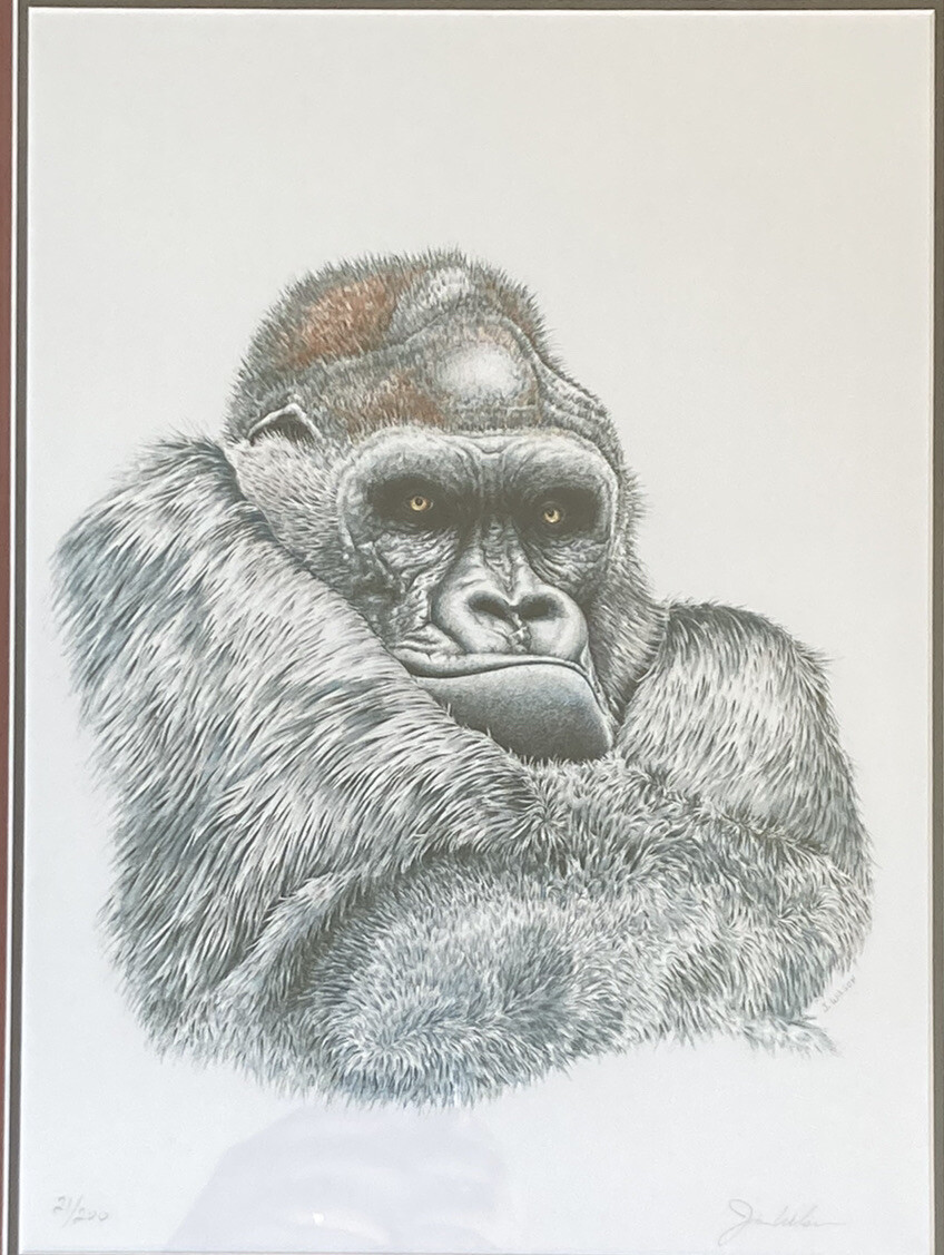 Silverback Gorillas Drawing