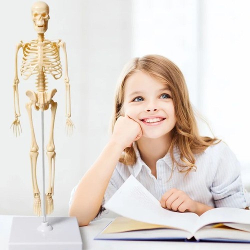 DIY Bone Model Skeletal Human Body Model Teaching Tools 786648929056 ...
