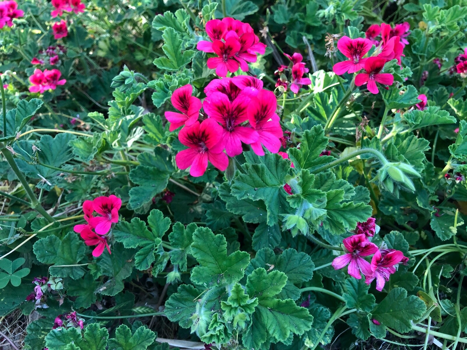 RARE HOT MAGENTA PINK HARDY PELARGONIUM GERANIUM 6" LIVE PLANT CUTTING ...